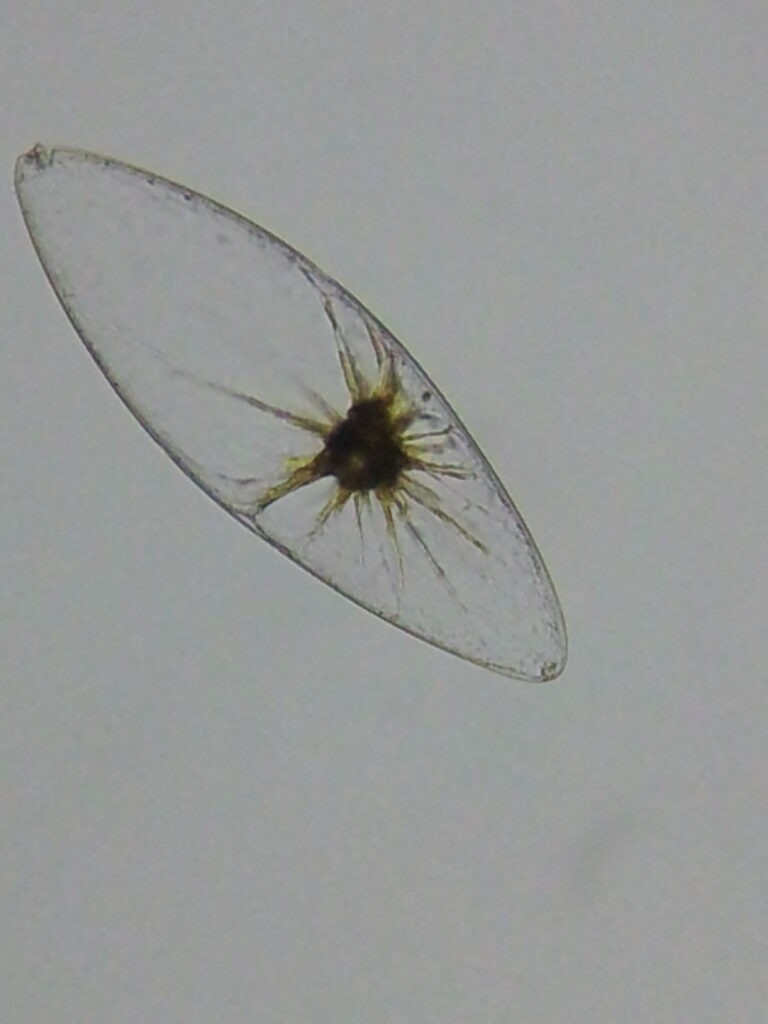 Pyrocystis fusiformis | London Biohackspace