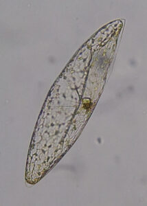 Pyrocystis fusiformis | London Biohackspace