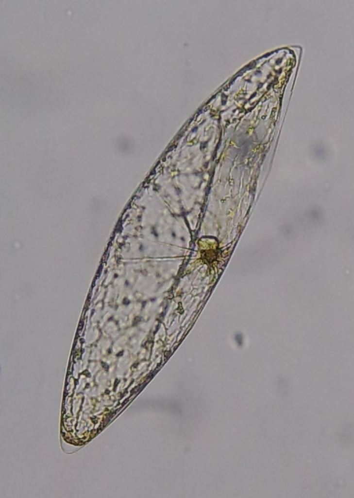 Pyrocystis fusiformis | London Biohackspace
